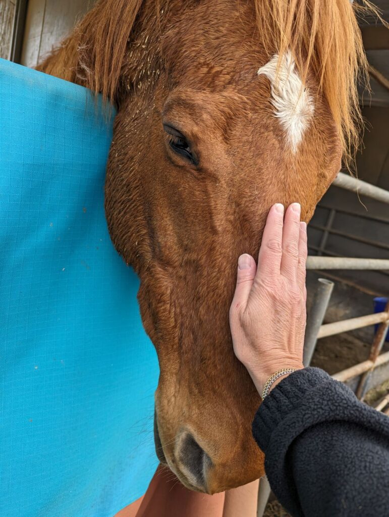 ANIMAL HEALING-COMMUNICATION - Jeannie David Divine Dimensional Healing